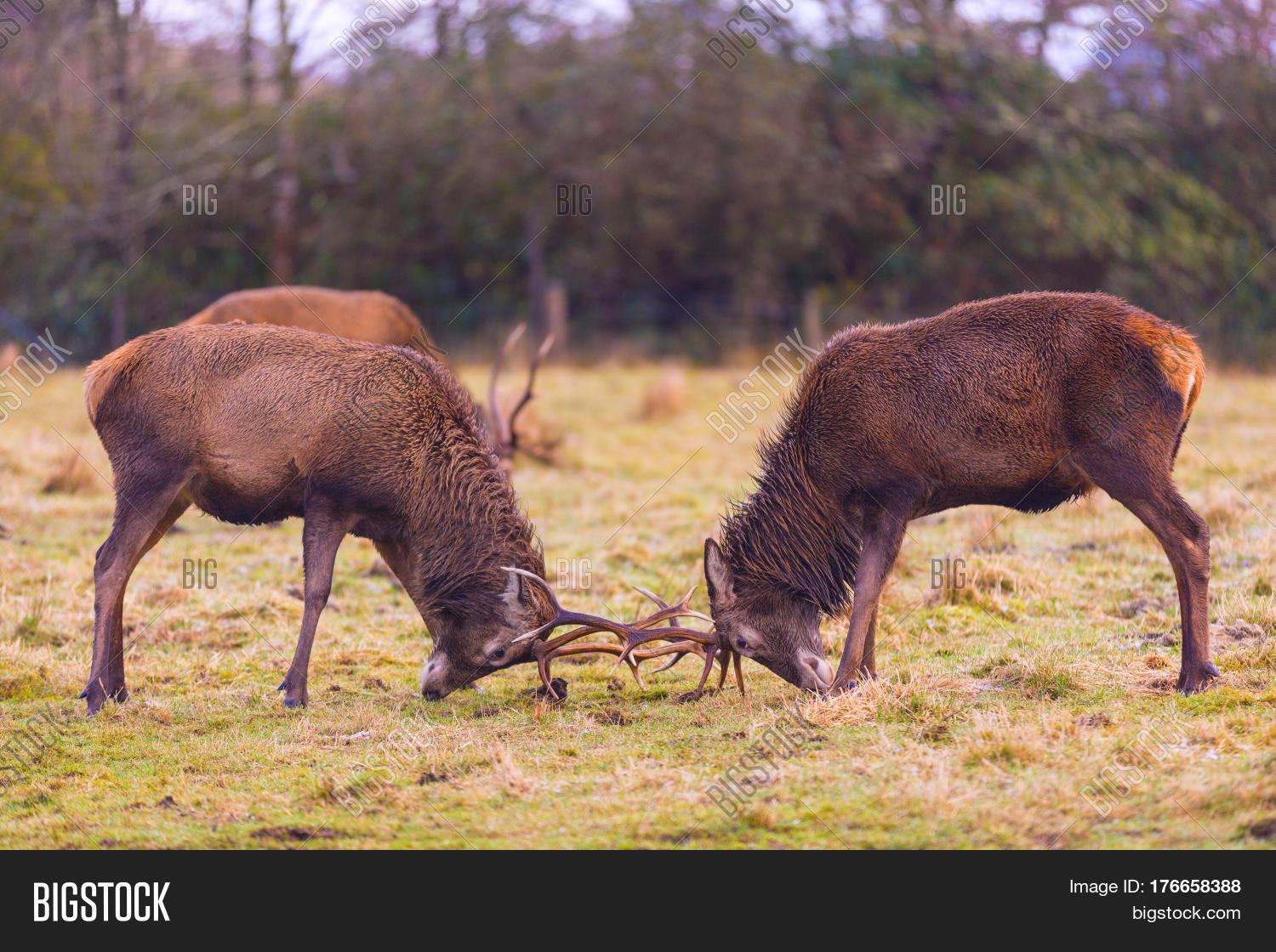 Butting Red Deer Image & Photo (Free Trial) | Bigstock