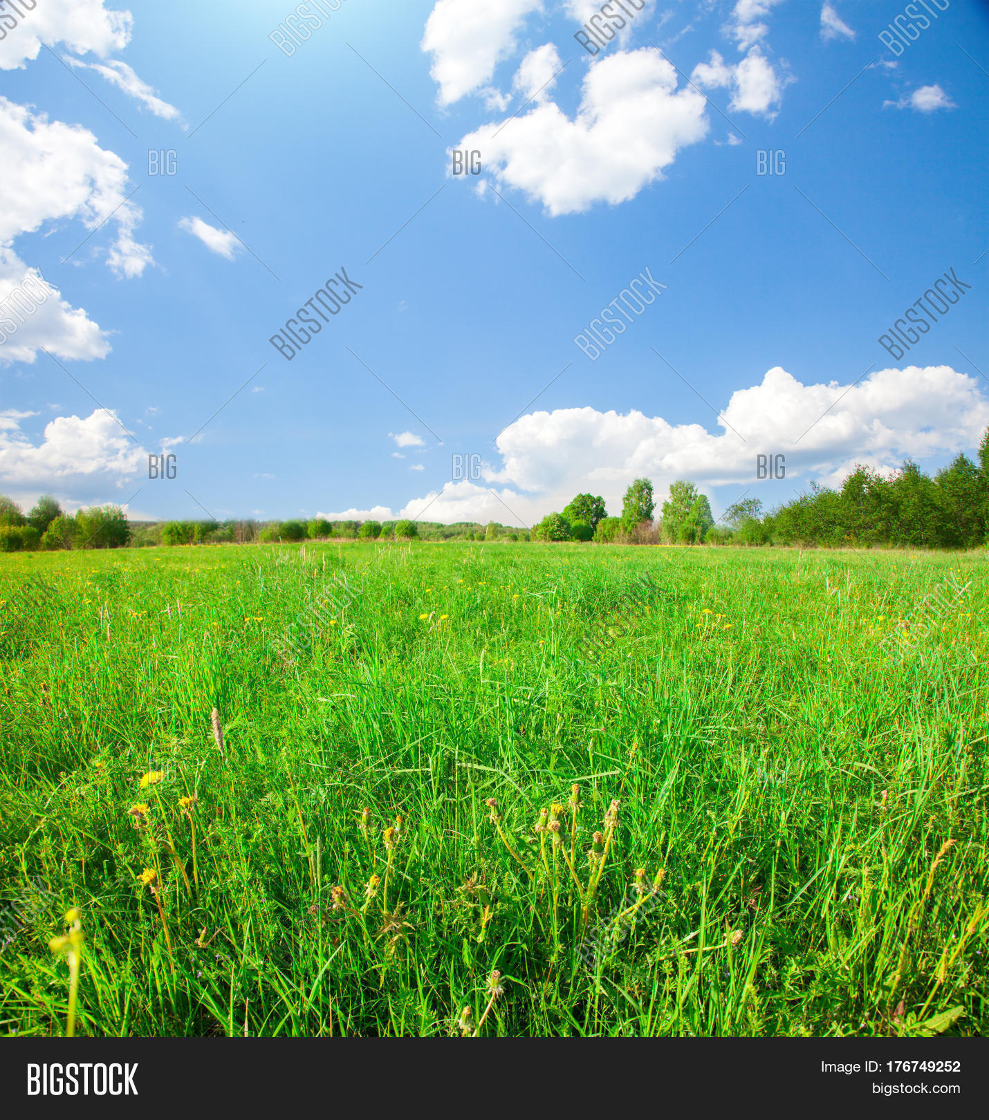 Green Field Flowers Image & Photo (Free Trial) | Bigstock