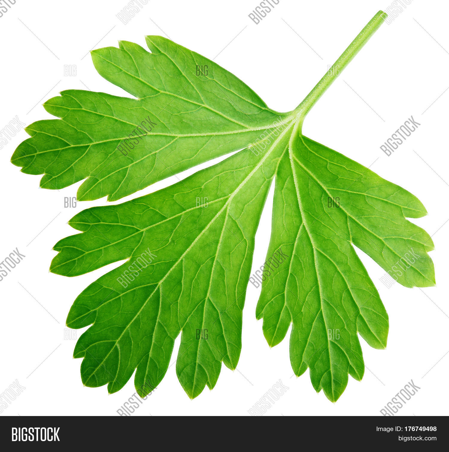 Single Parsley Herb ( Image & Photo (Free Trial) | Bigstock