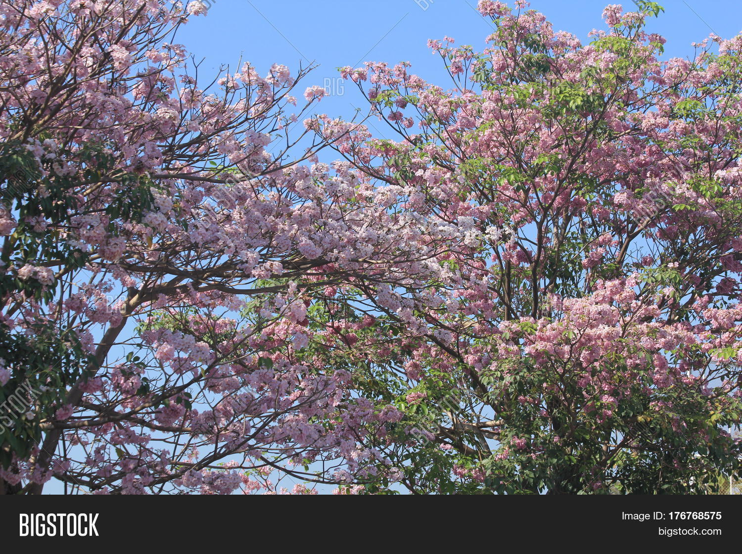 Tabebuia Rosea Pink Image & Photo (Free Trial) | Bigstock
