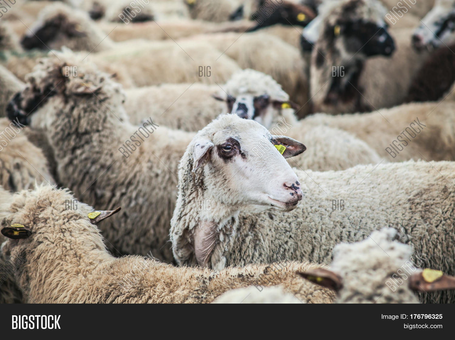 Flock Sheep Image & Photo (Free Trial) | Bigstock