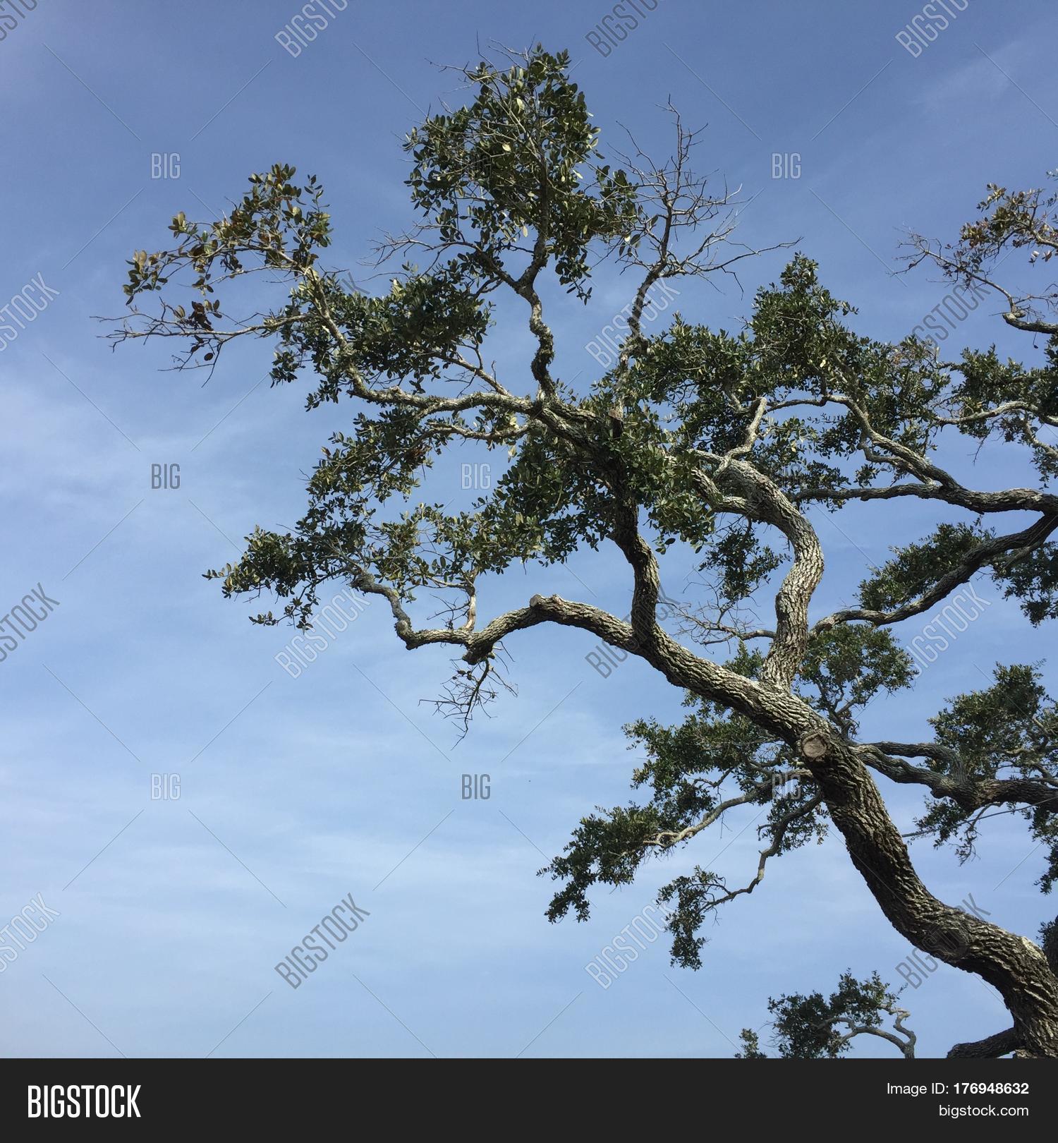 Live Oak Tree Branch Image & Photo (Free Trial) | Bigstock
