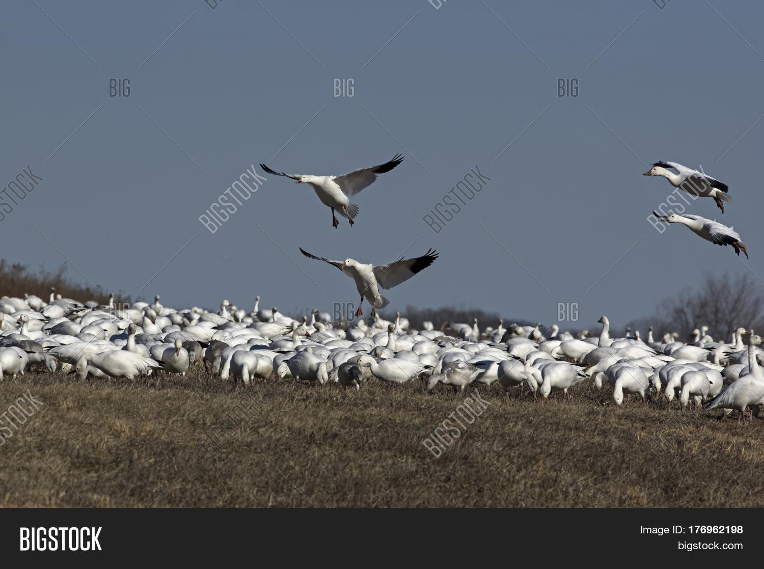 Snow Geese Flight Image & Photo (Free Trial) | Bigstock