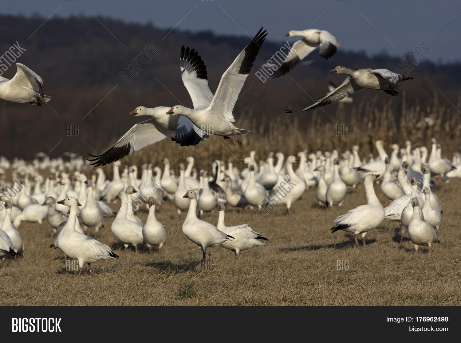 Snow Geese Flight Image & Photo (Free Trial) | Bigstock
