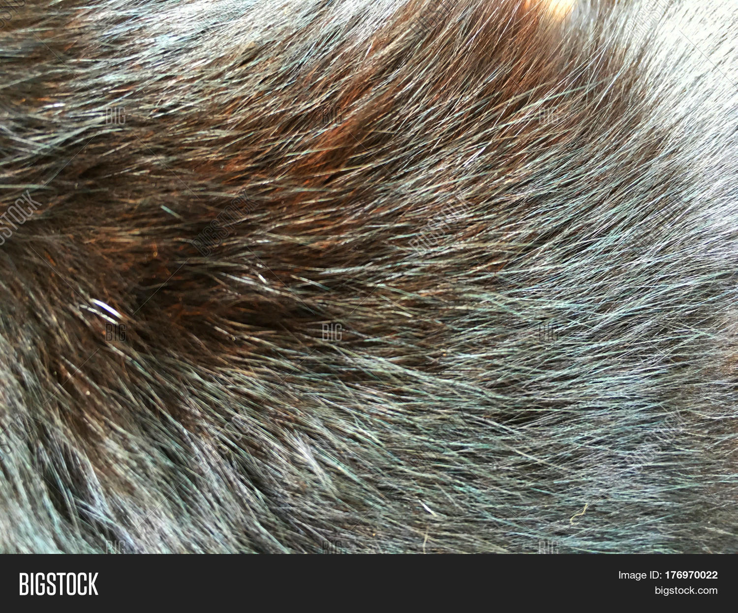 Texture Fur Hair Black Image & Photo (Free Trial) | Bigstock