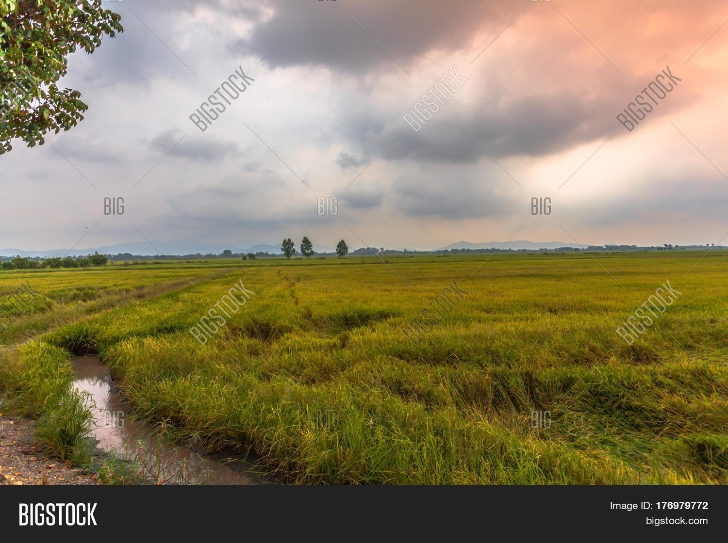 Rice Husk Green Starts Image & Photo (Free Trial) | Bigstock