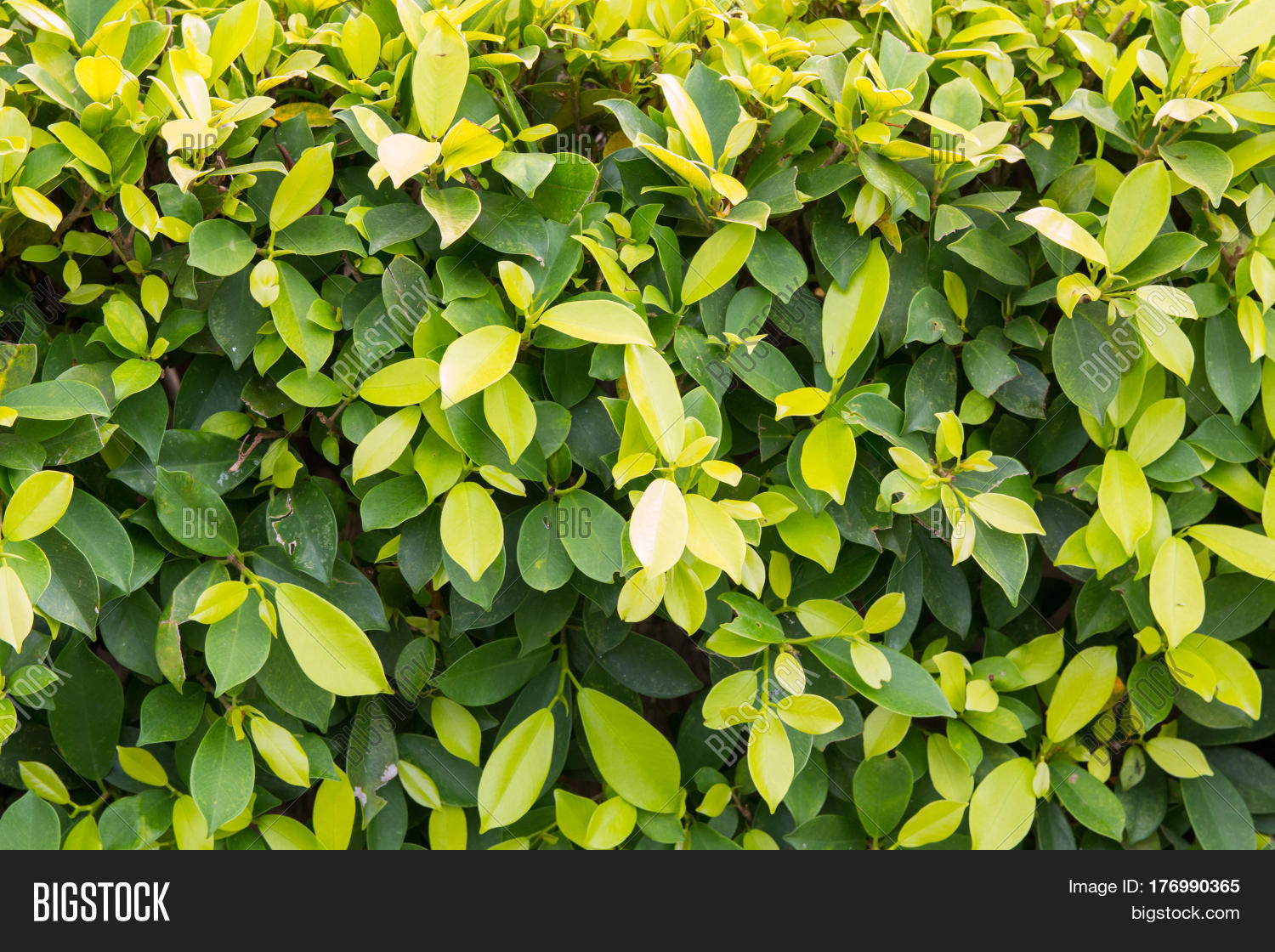 Light Green Leaves Image & Photo (Free Trial) | Bigstock