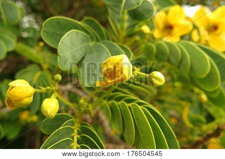 Outback Cassia Image & Photo (Free Trial) | Bigstock