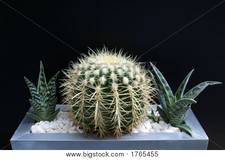 Spiky Cactus Image & Photo (Free Trial) | Bigstock