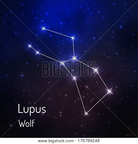 Lupus Wolf Vector & Photo (Free Trial) | Bigstock