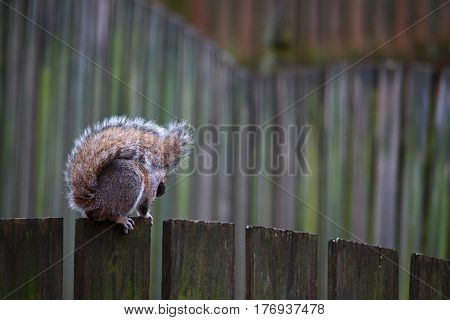 Squirrel Nut On Fence Image & Photo (Free Trial) | Bigstock