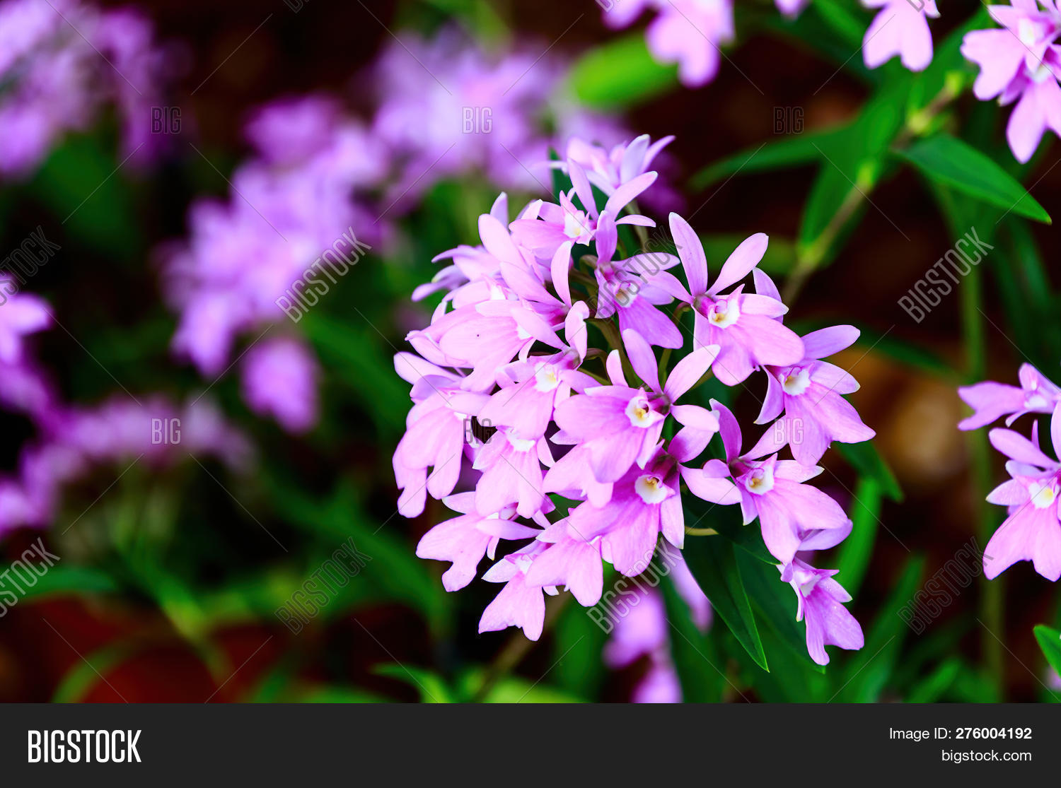Purple Epidendrum Image & Photo (Free Trial) | Bigstock