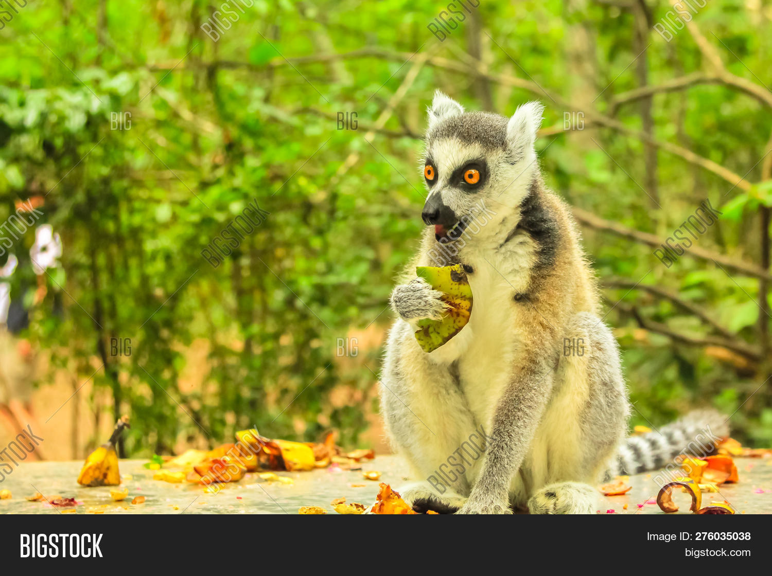 Madagascar Ringtail Image & Photo (Free Trial) | Bigstock