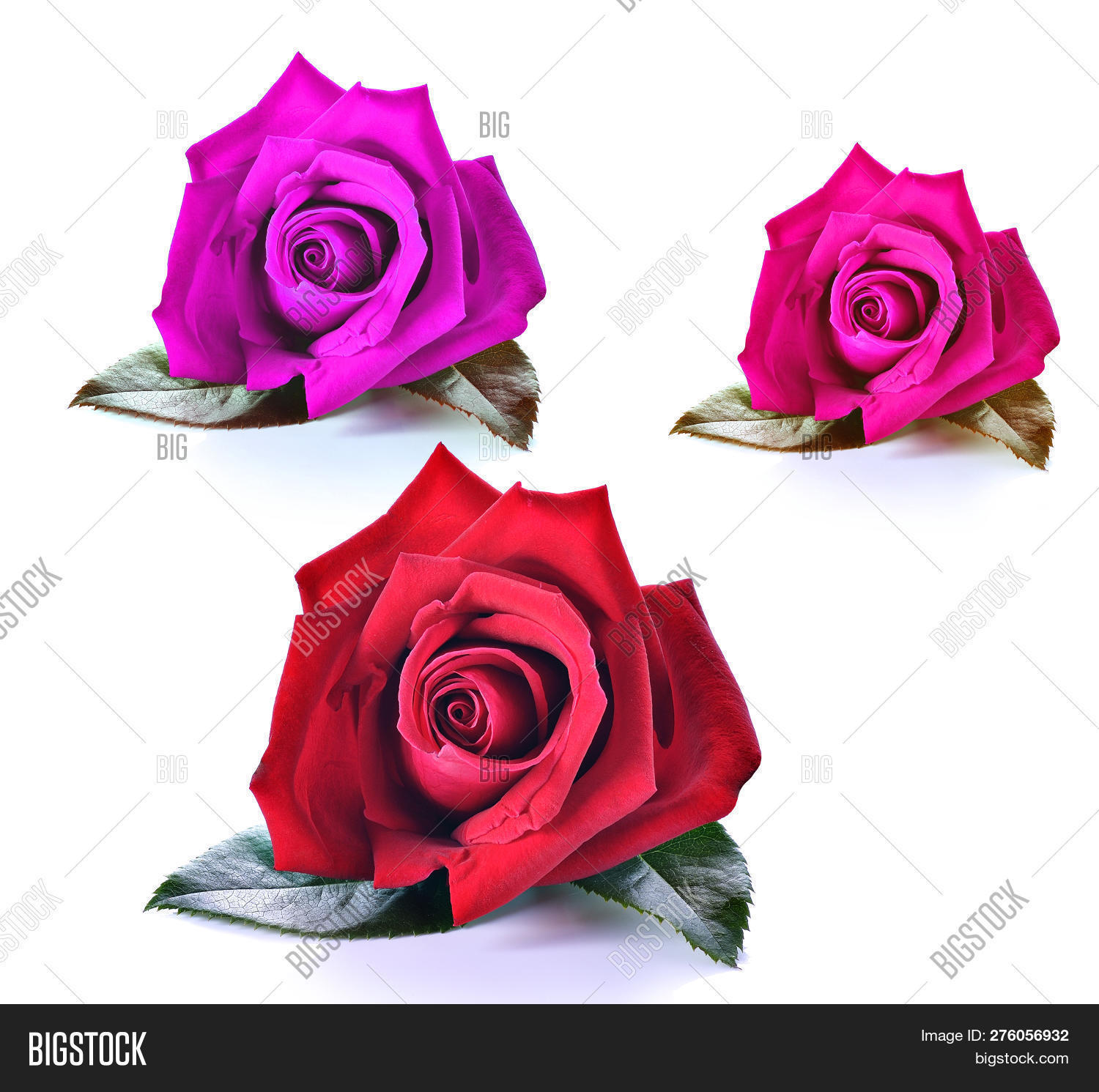 Red; Purple;pink Rose Image & Photo (Free Trial) | Bigstock