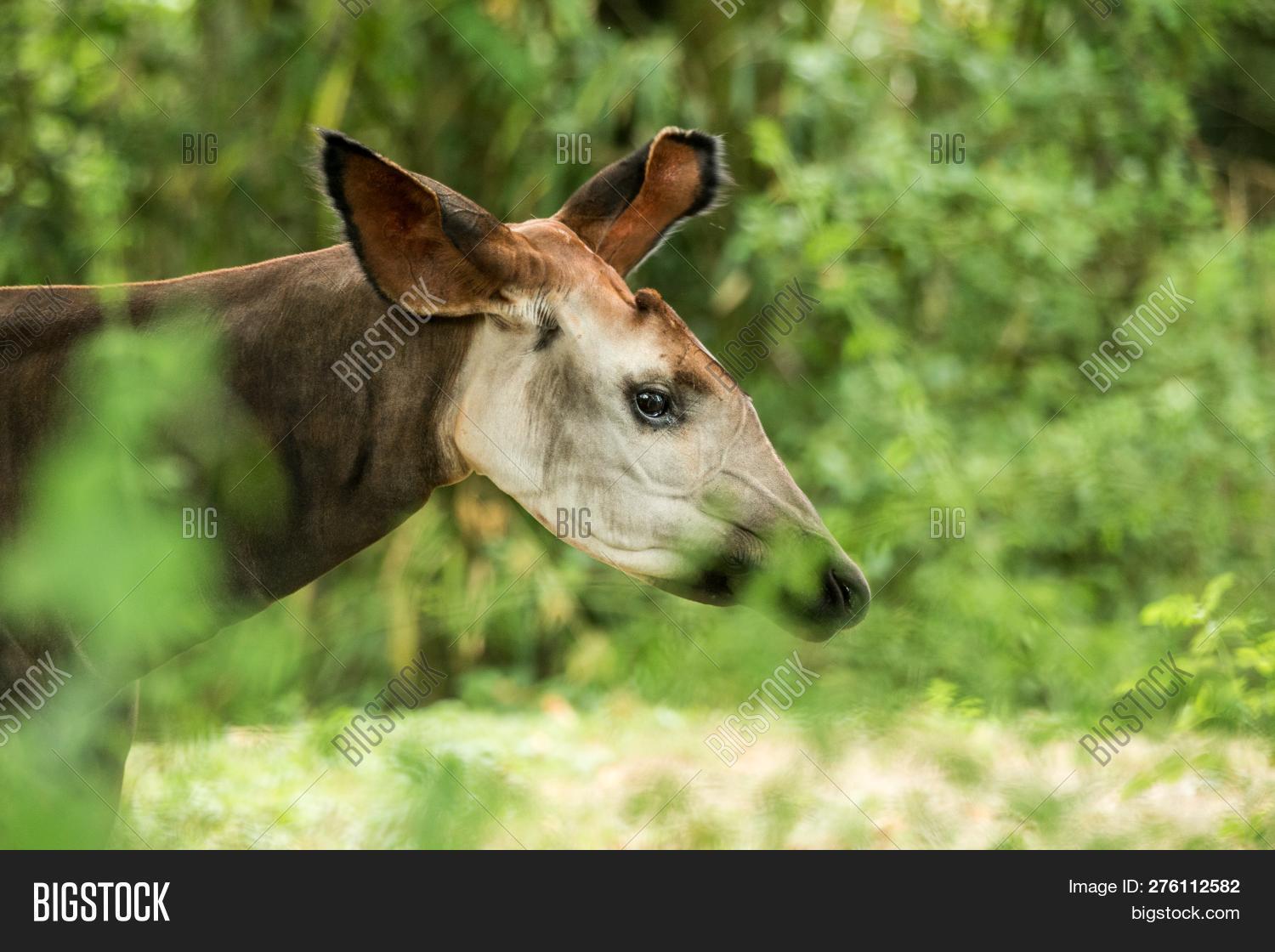 Okapi (okapia Image & Photo (Free Trial) | Bigstock