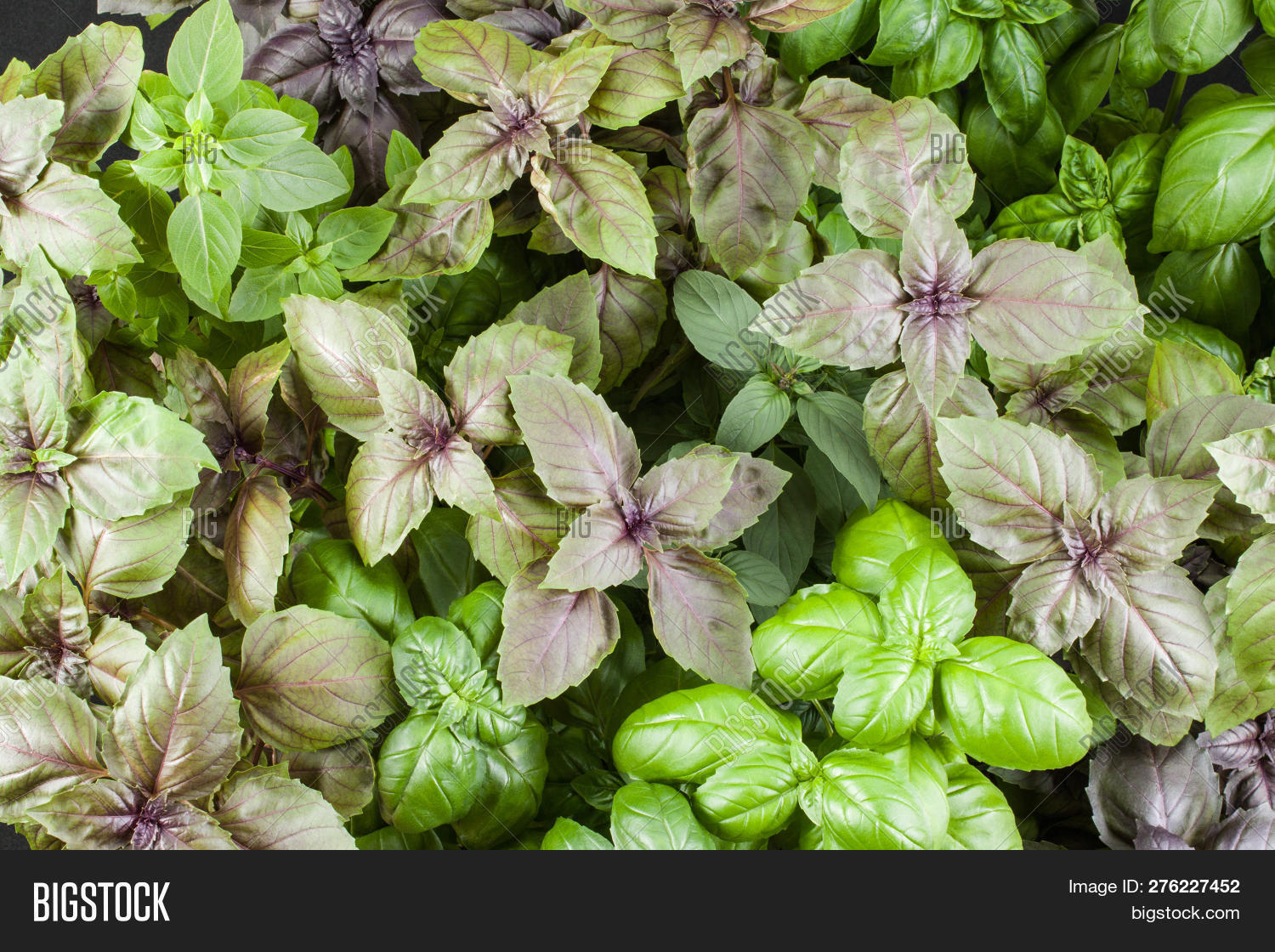 Basil Herb Leaves Image & Photo (Free Trial) | Bigstock