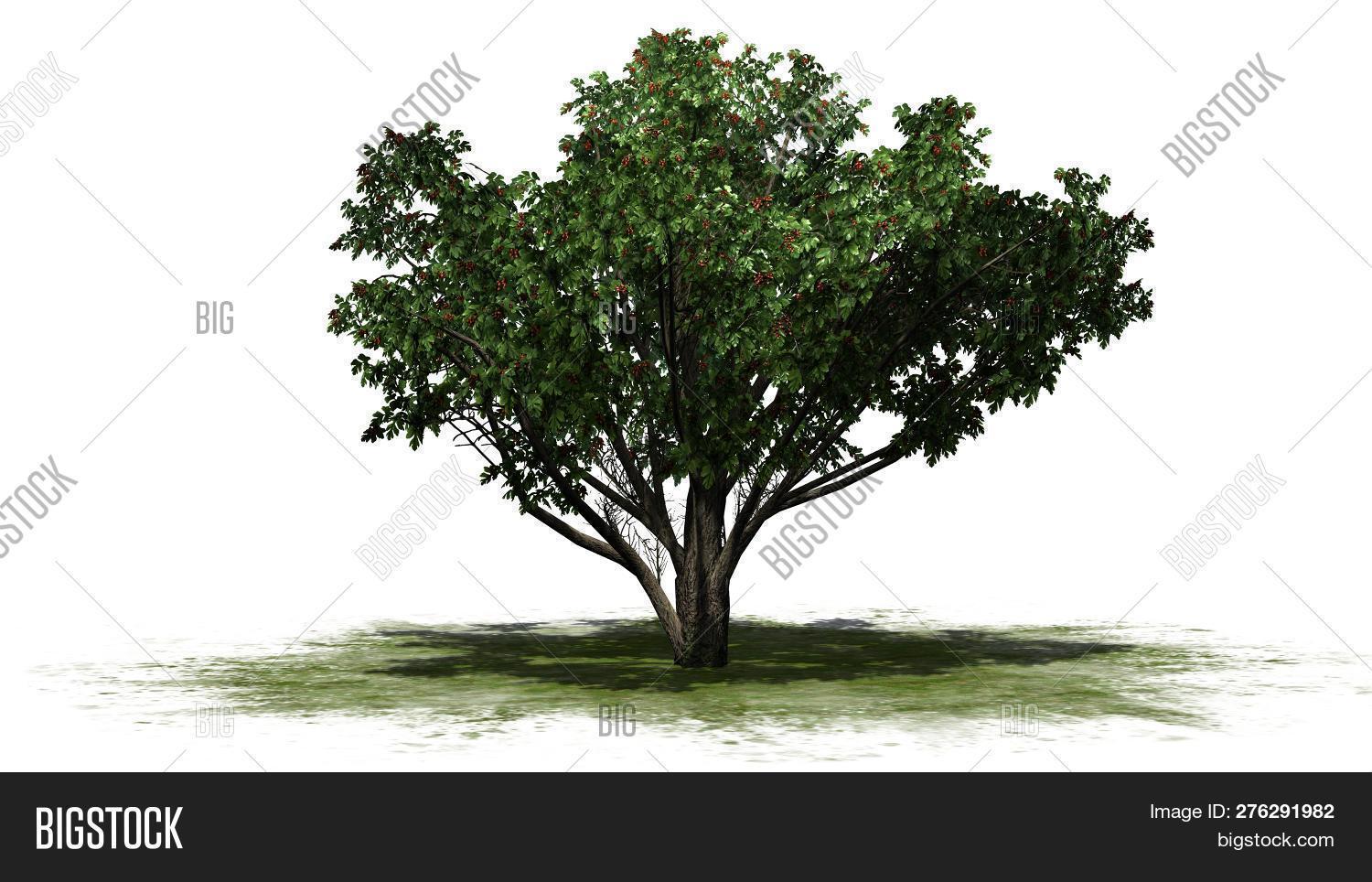 Common Hawthorn On Image & Photo (Free Trial) | Bigstock