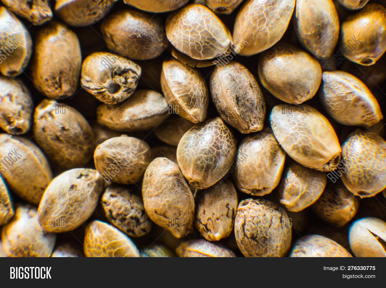 Organic Hemp Seed. Image & Photo (Free Trial) | Bigstock