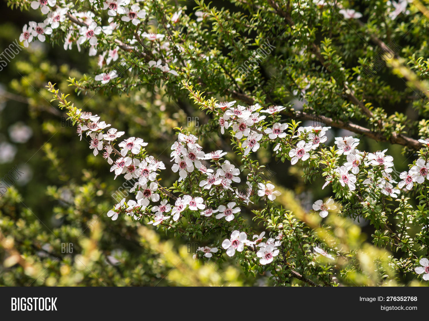 White Manuka Flowers Image & Photo (Free Trial) | Bigstock
