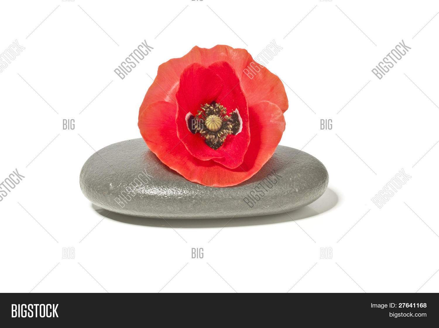 Pepple Stone Red Poppy Image & Photo (Free Trial) | Bigstock
