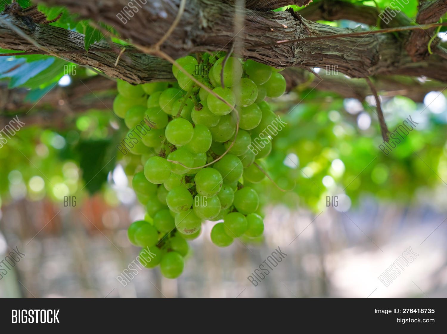Grapes Tree. Stock Image & Photo (Free Trial) | Bigstock