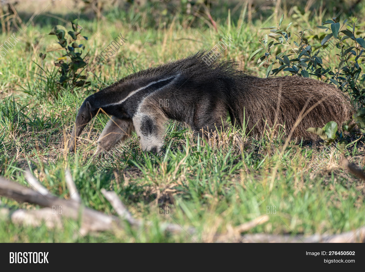 Running Giant Anteater Image & Photo (Free Trial) | Bigstock