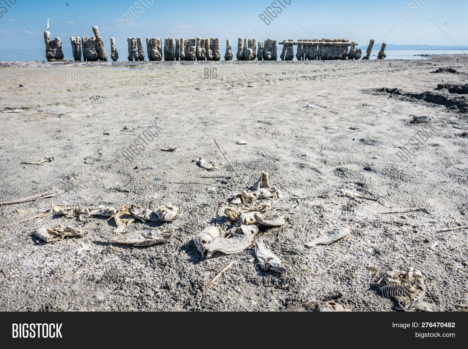 Tilapia Fish Bones Sit Image & Photo (Free Trial) | Bigstock