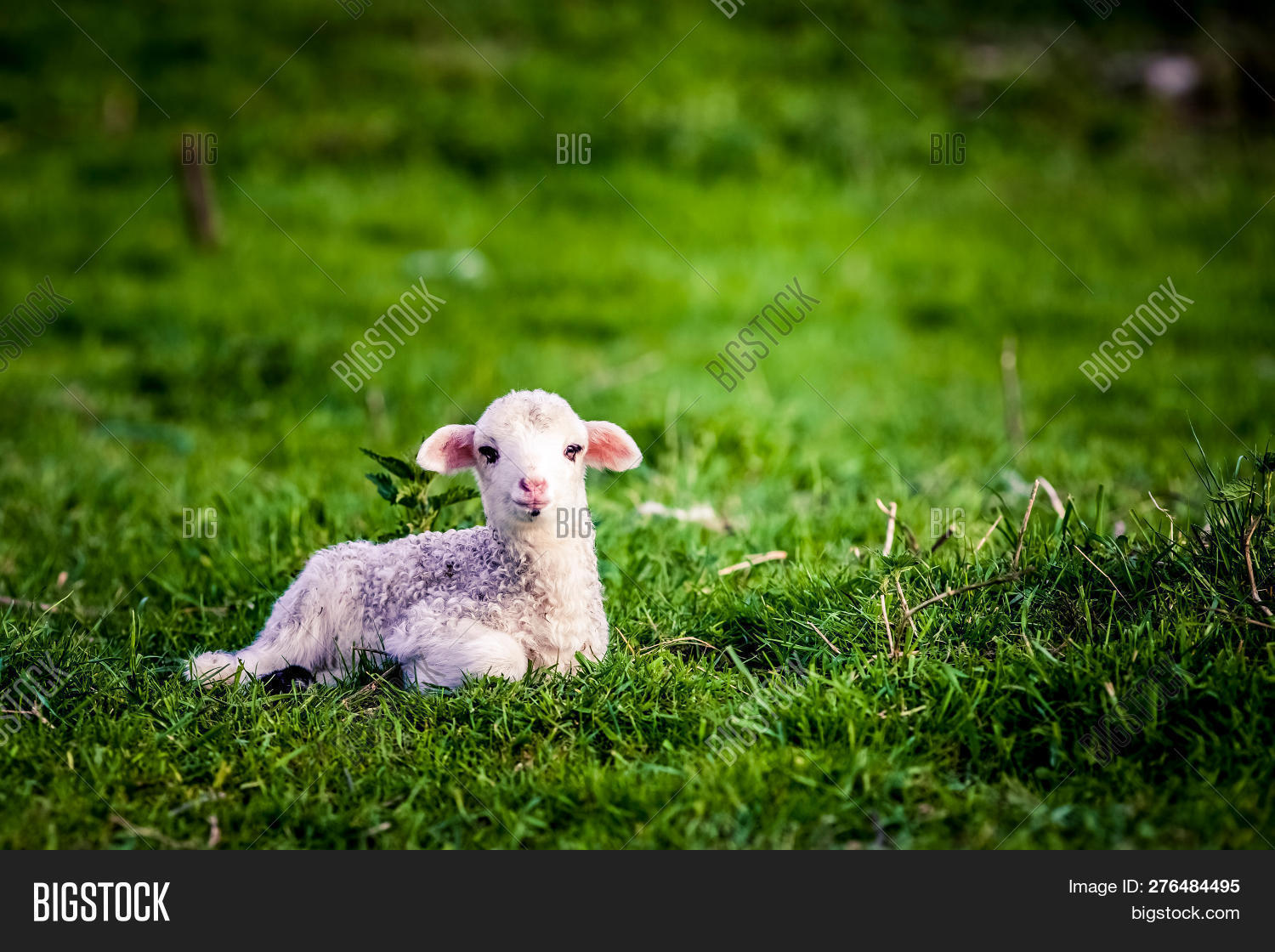 Portrait Cute Little Image & Photo (Free Trial) | Bigstock