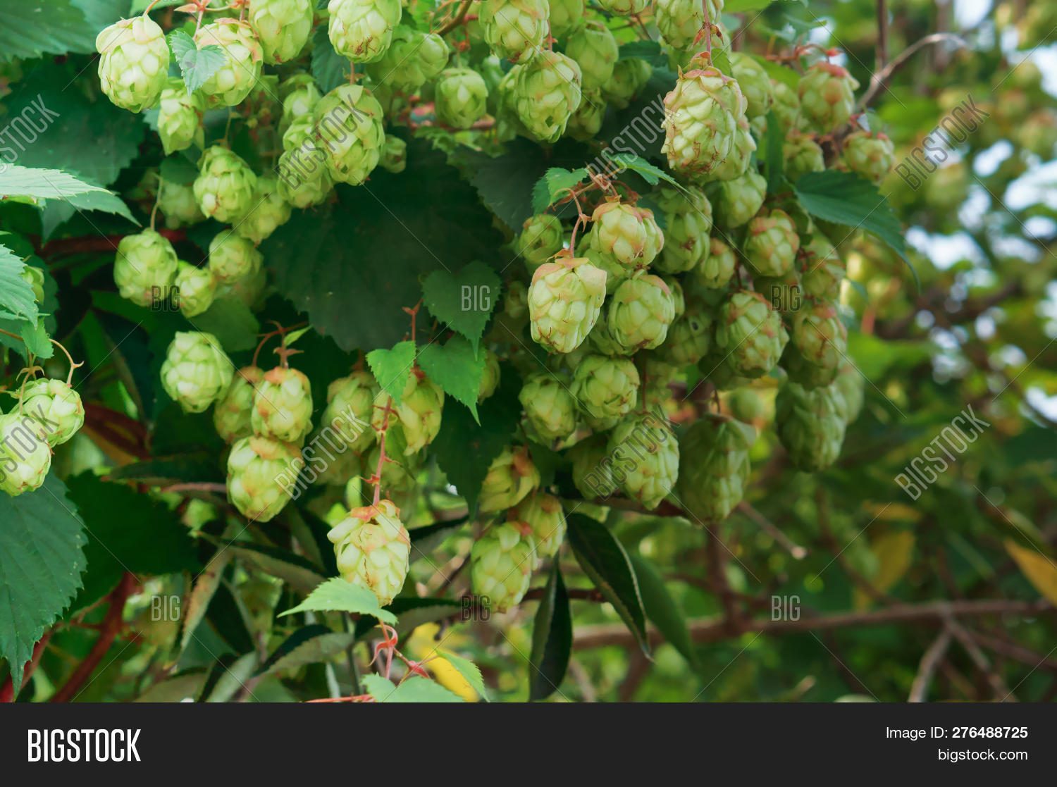 Plant Humulus Lupulus Image & Photo (Free Trial) | Bigstock