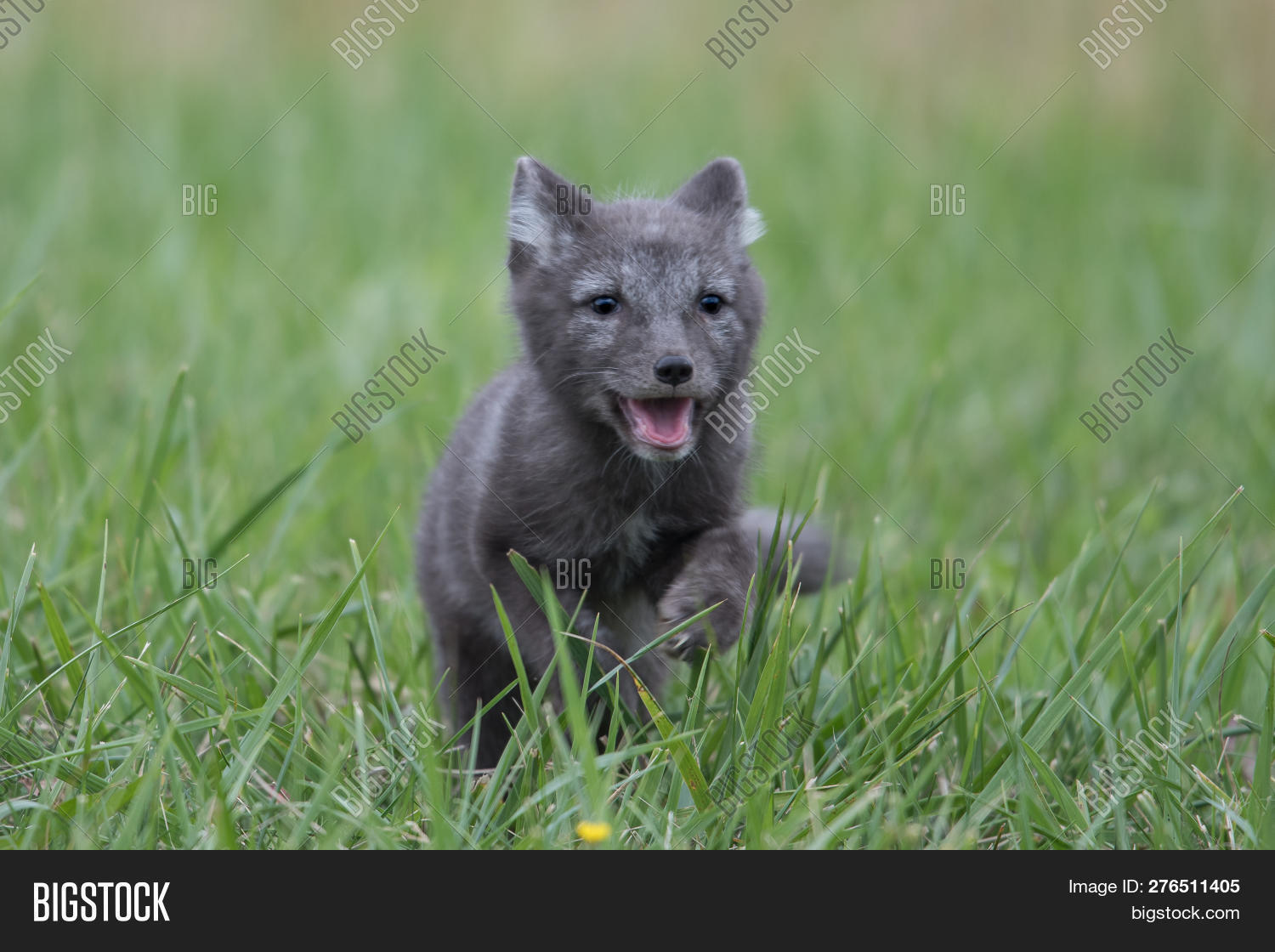 Cute Cub Arctic Fox ( Image & Photo (Free Trial) | Bigstock