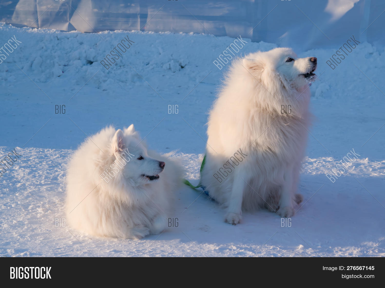 Two Samoyed Dogs Image & Photo (Free Trial) | Bigstock