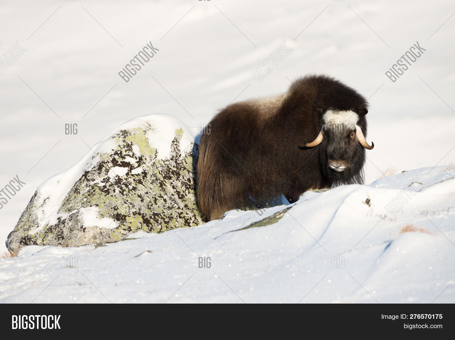 Close Musk Ox Standing Image & Photo (Free Trial) | Bigstock