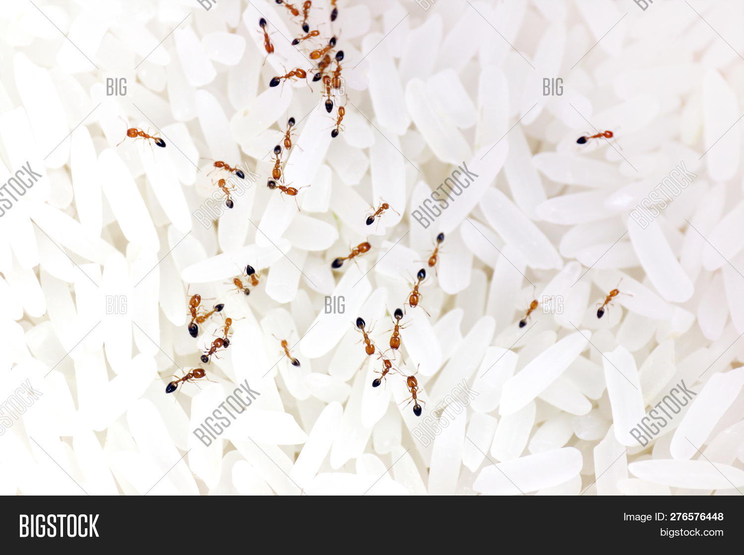 Ant, Ants On Rice, Image & Photo (Free Trial) | Bigstock