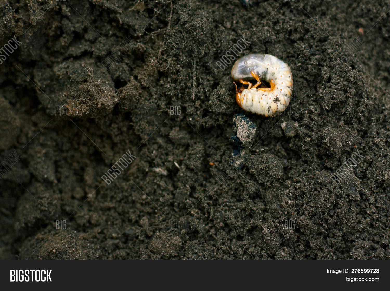 Larva. Vile 이미지 및 사진(무료 체험) | Bigstock