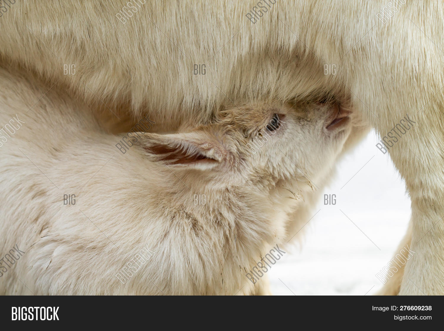 Little Goat Sucks Milk Image And Photo Free Trial Bigstock