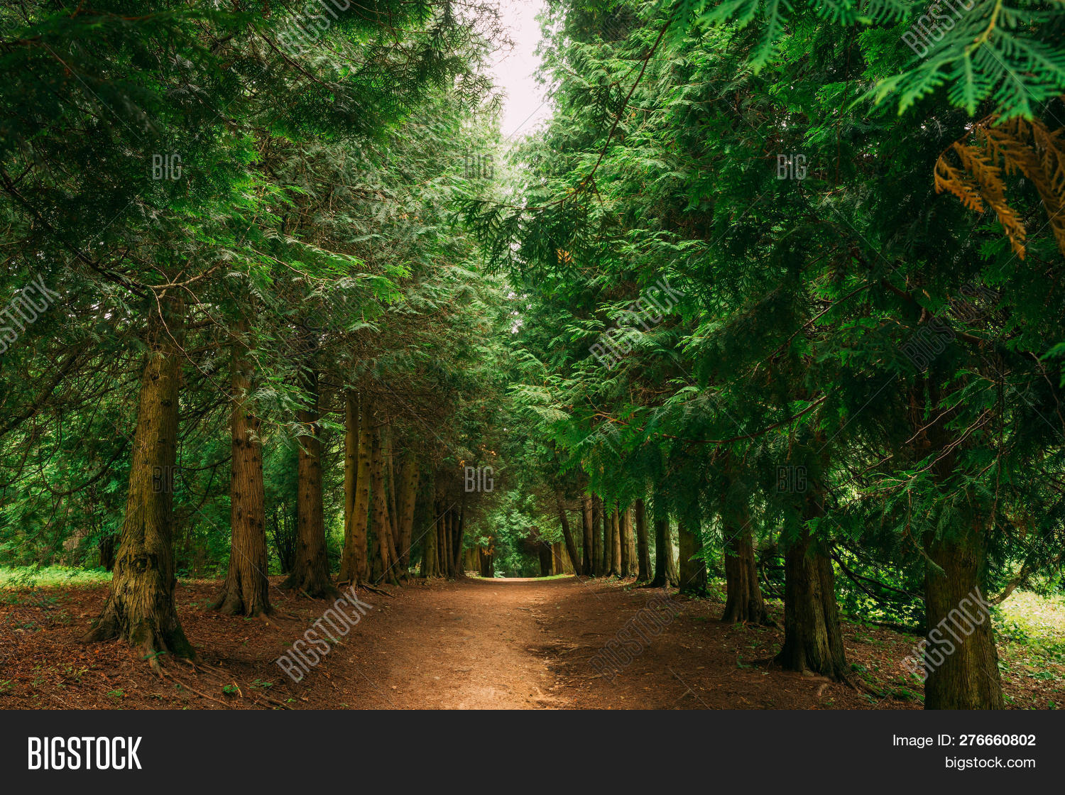 Walkway Lane Path Image & Photo (Free Trial) | Bigstock