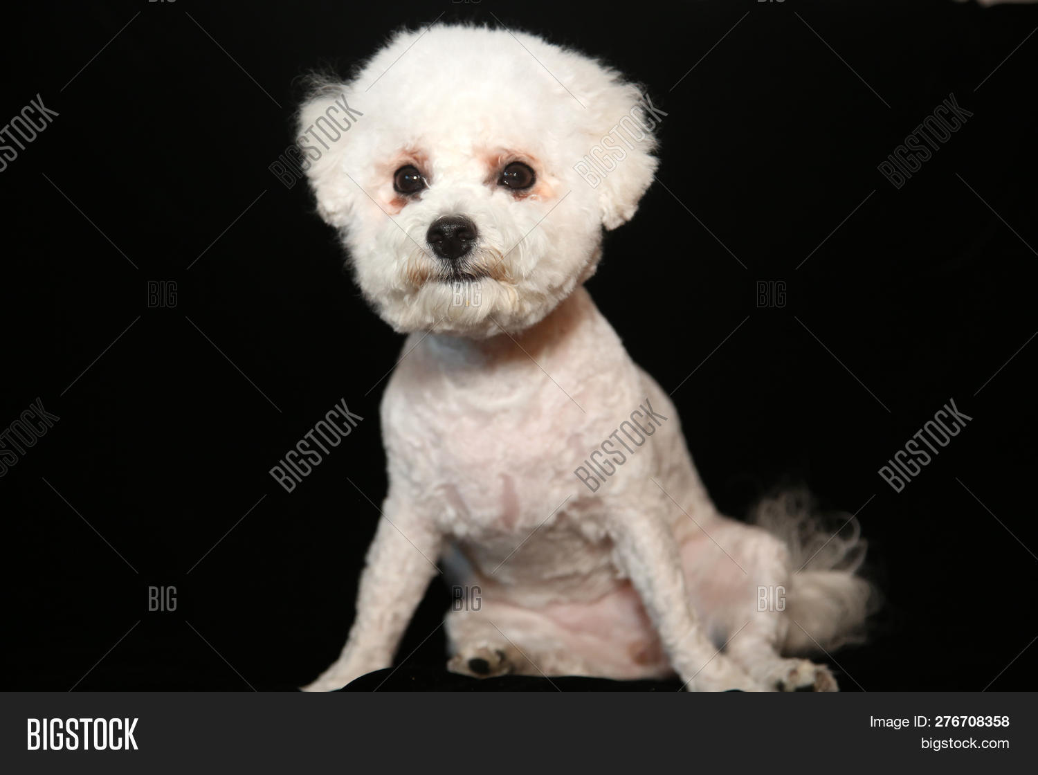 Bichon Frise. Purebred Image & Photo (Free Trial) | Bigstock