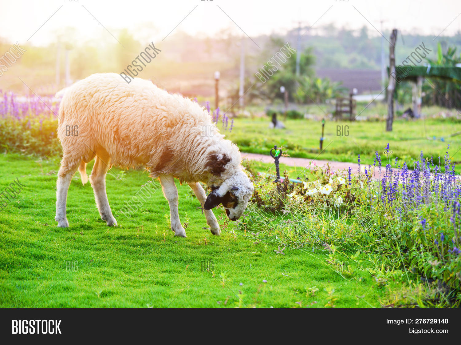 Sheep Farm Garden Image & Photo (Free Trial) | Bigstock