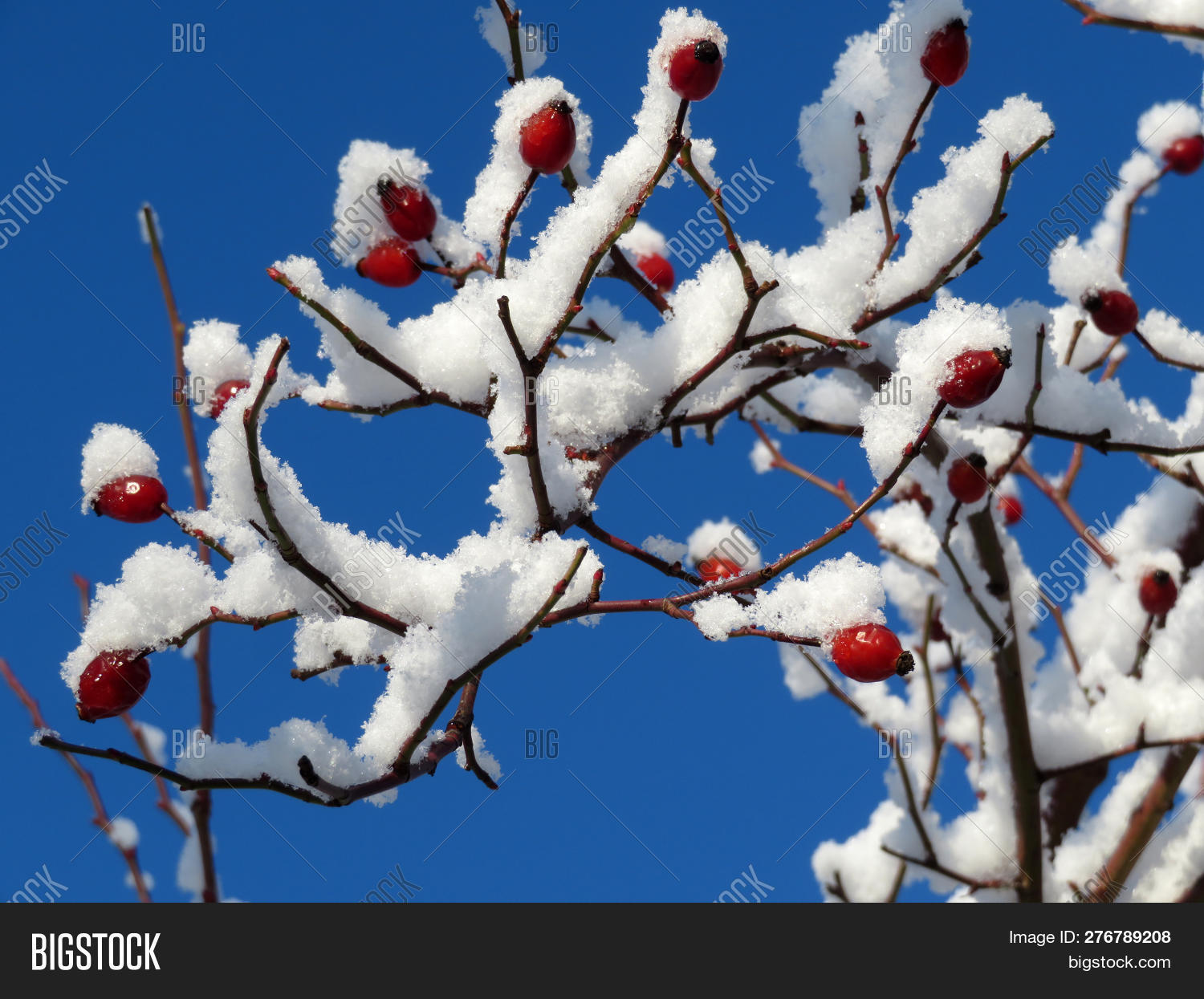 Snow Covered Red Image & Photo (Free Trial) | Bigstock