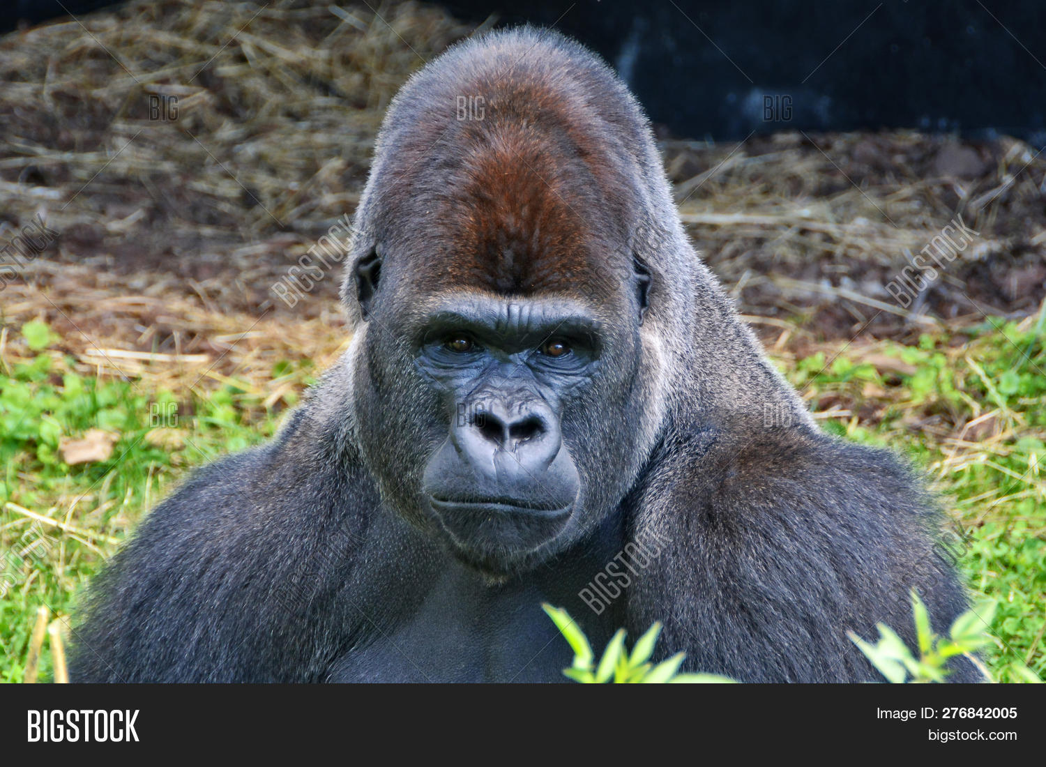 Portrait Dominant Male Image & Photo (Free Trial) | Bigstock