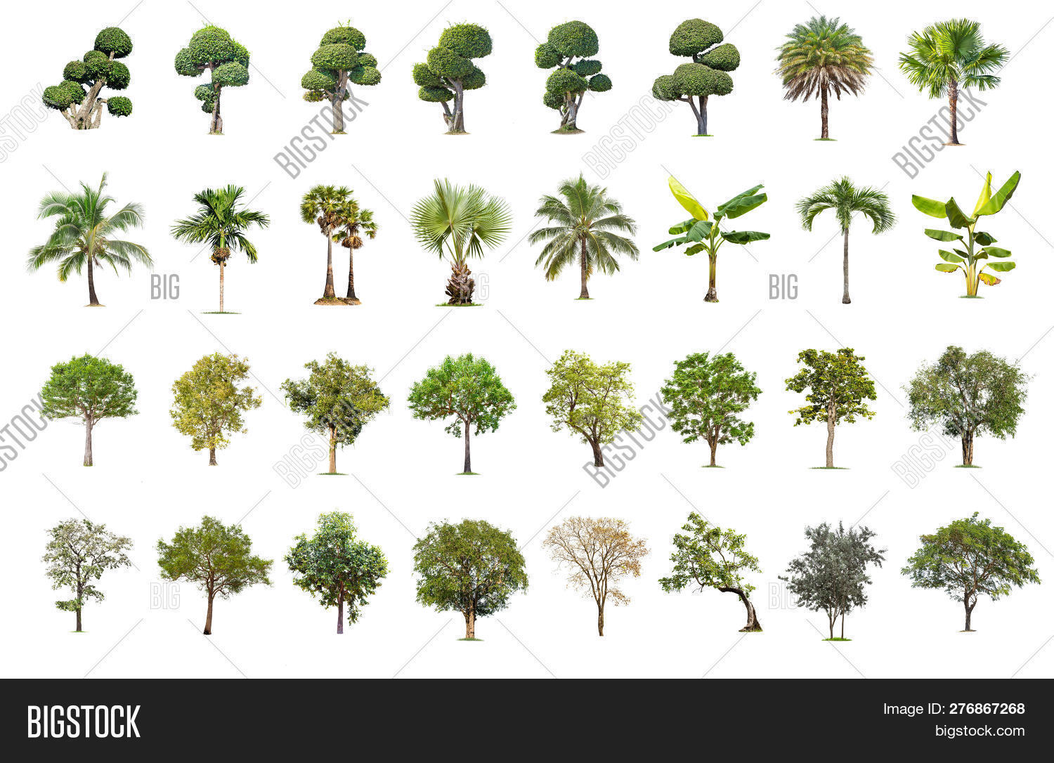 Isolated Big Tree On Image & Photo (Free Trial) | Bigstock