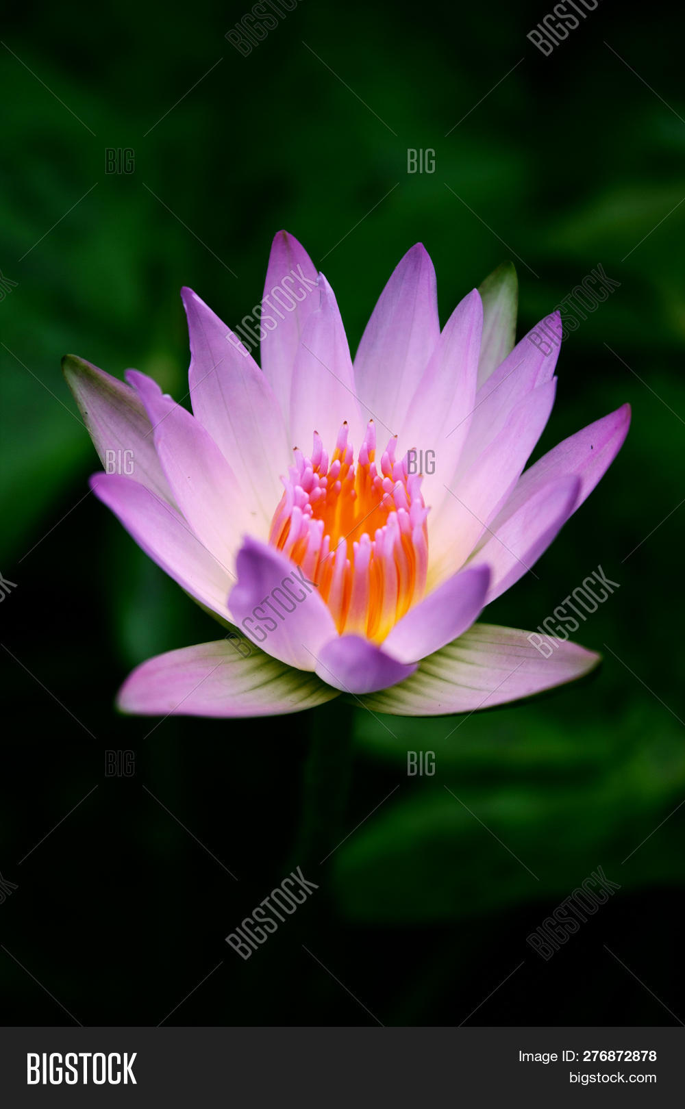 Lotus Purple Color Has Image & Photo (Free Trial) | Bigstock