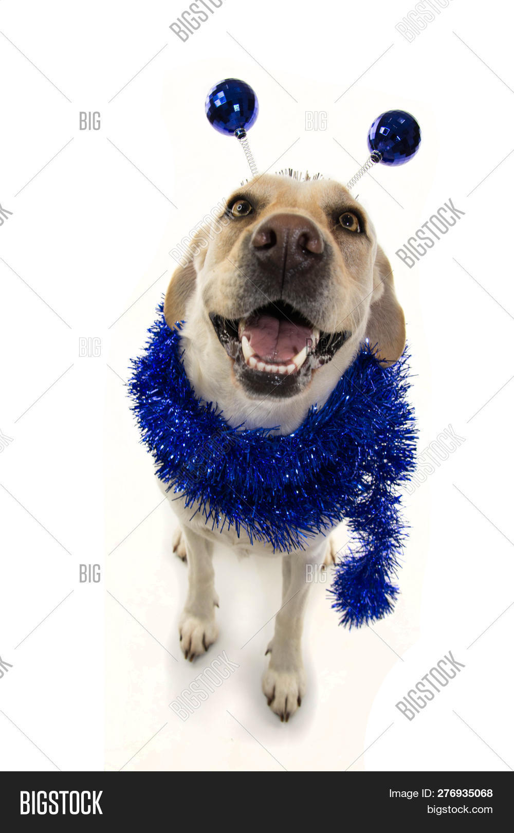 Funny Dog Party. Image & Photo (Free Trial) | Bigstock