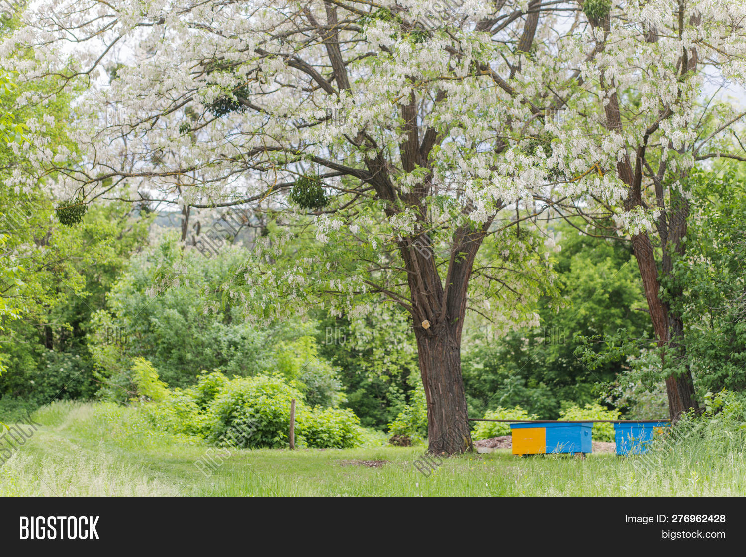 Yellow Hives On Apiary Image & Photo (Free Trial) | Bigstock