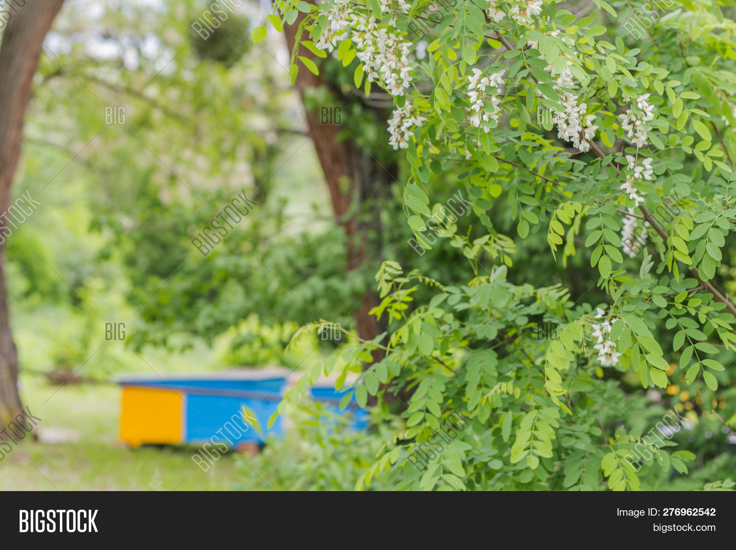 Yellow Hives On Apiary Image & Photo (Free Trial) | Bigstock