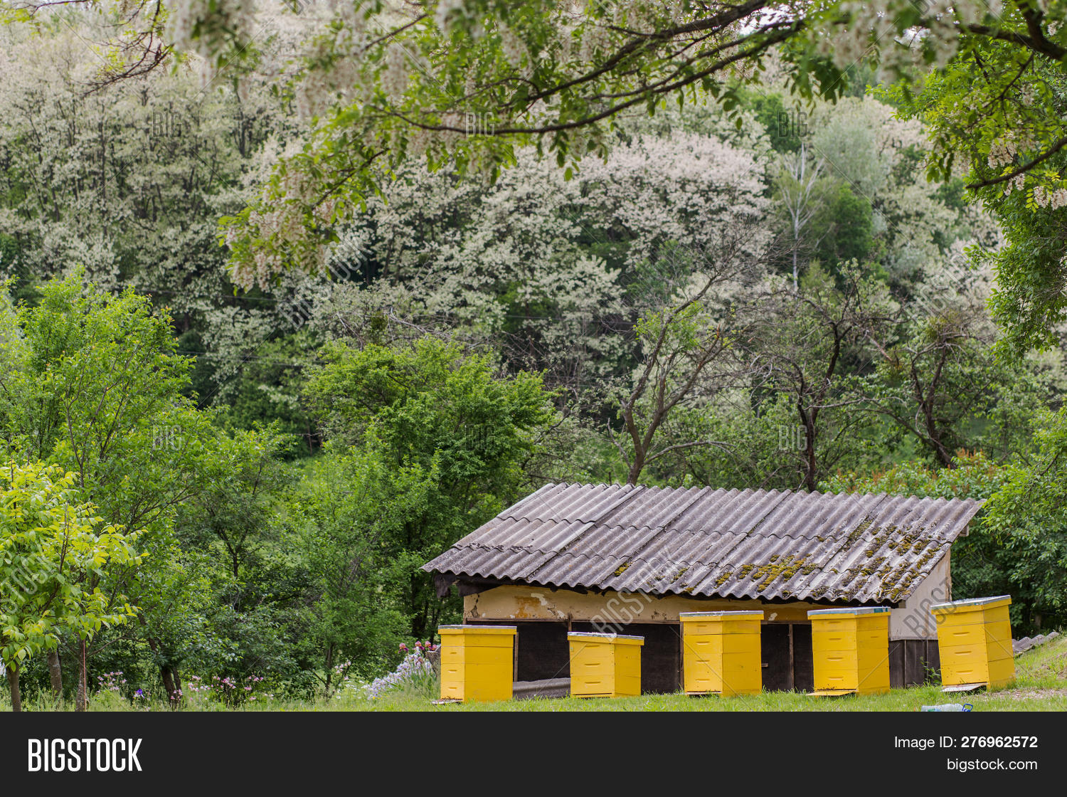 Yellow Hives On Apiary Image & Photo (Free Trial) | Bigstock