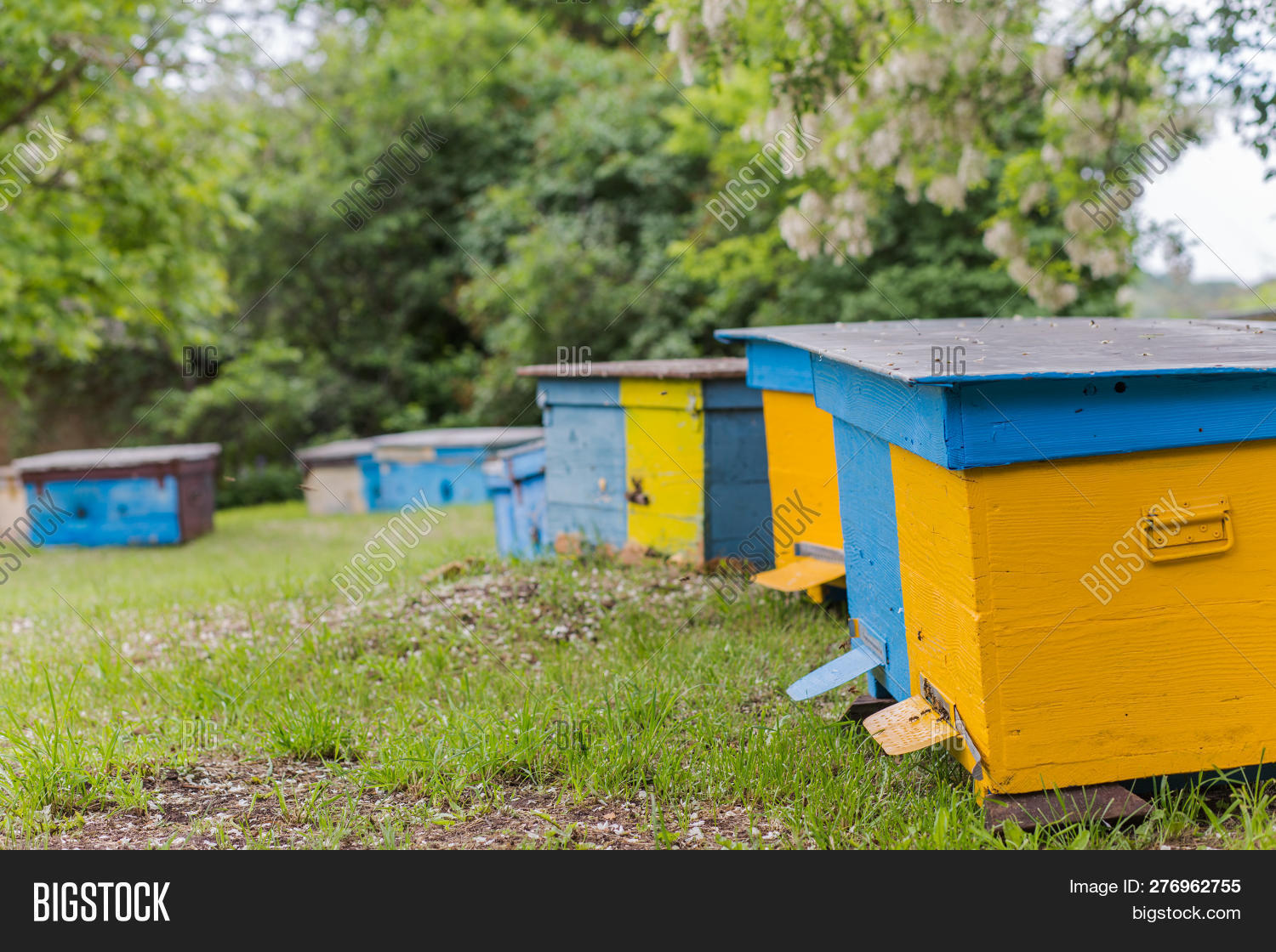 Yellow Hives On Apiary Image & Photo (Free Trial) | Bigstock