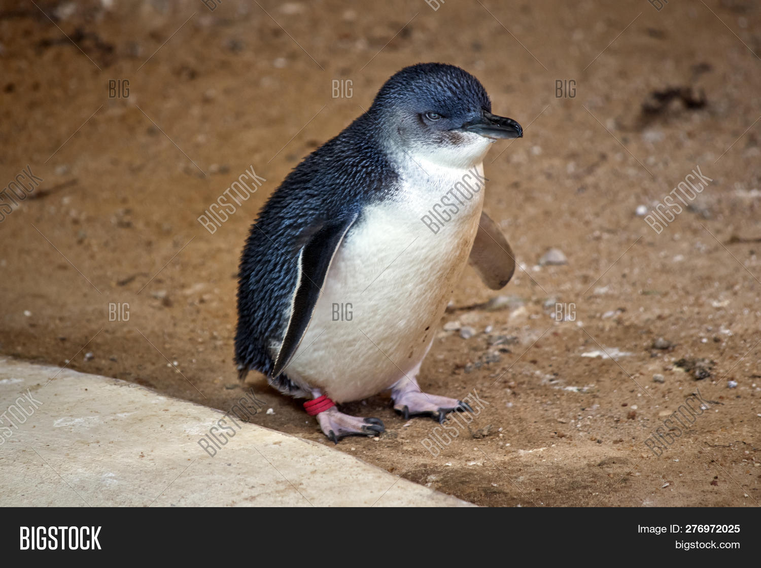 Fairy Penguin