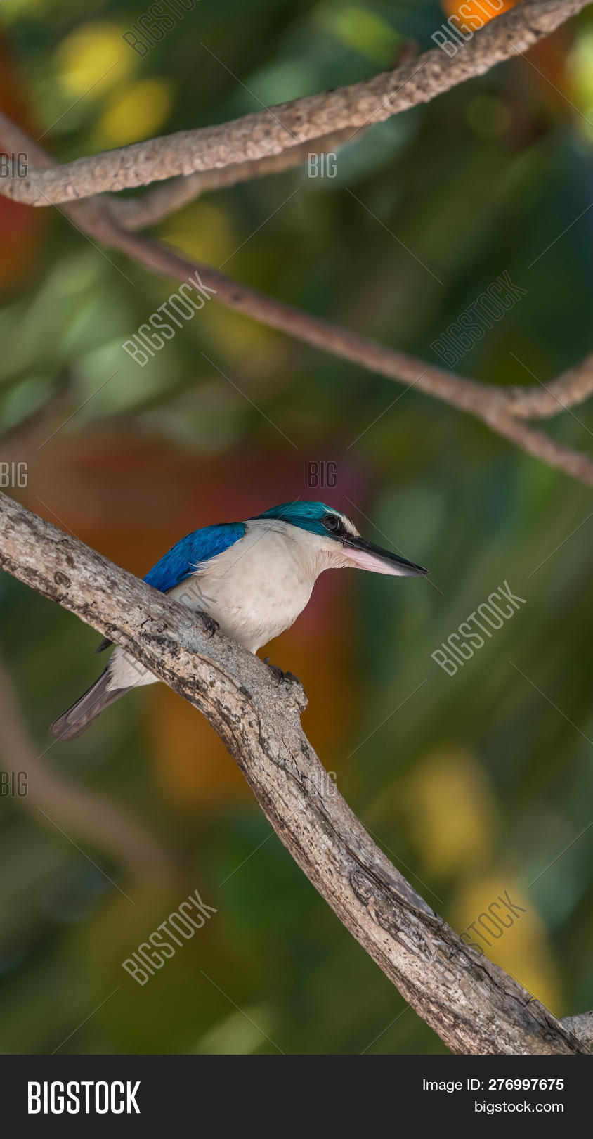 Bird (white-collared Image & Photo (Free Trial) | Bigstock