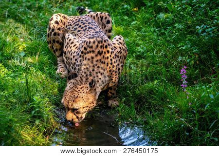 African Leopard Drinks Image & Photo (Free Trial) | Bigstock